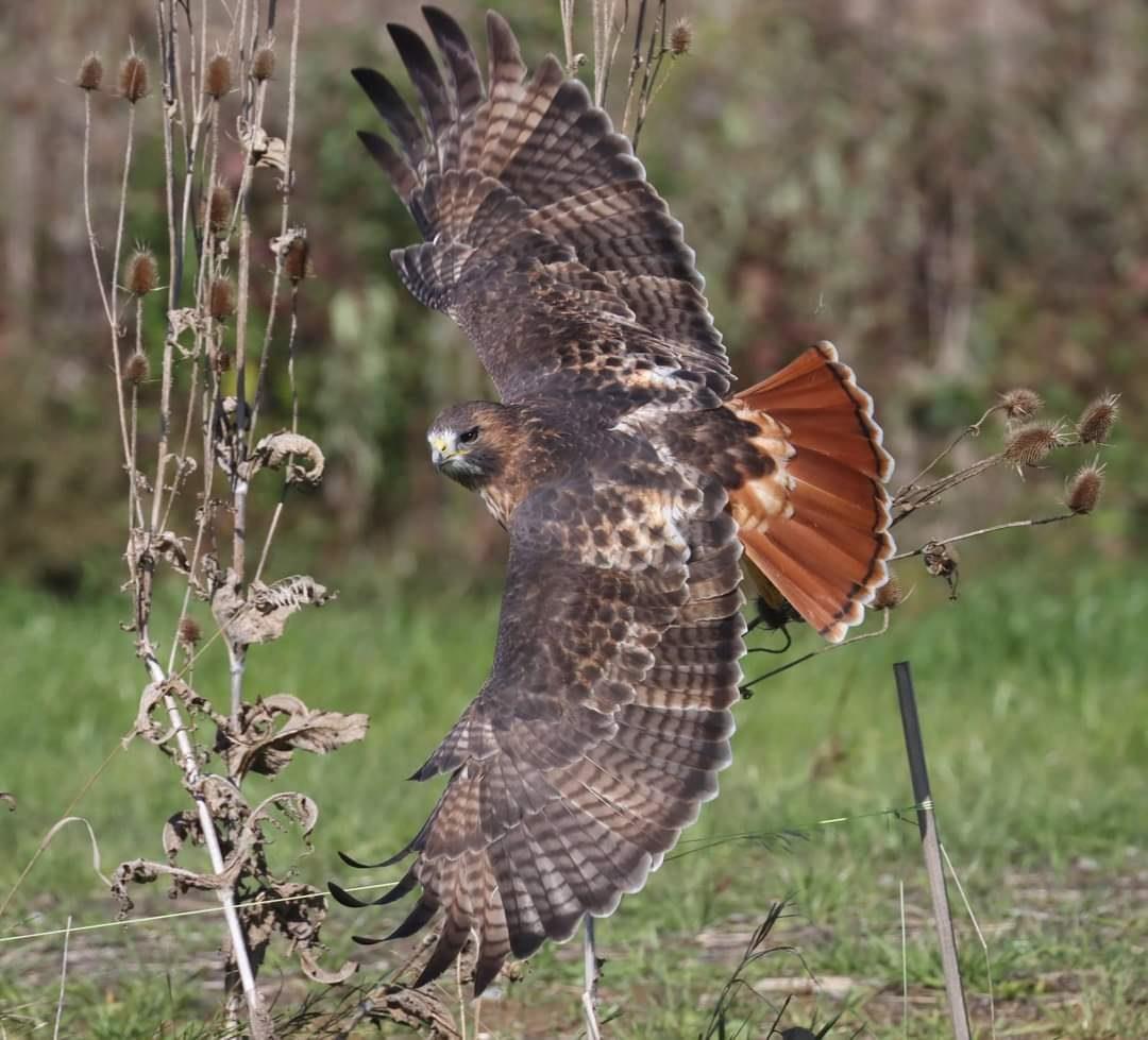 native american hawk