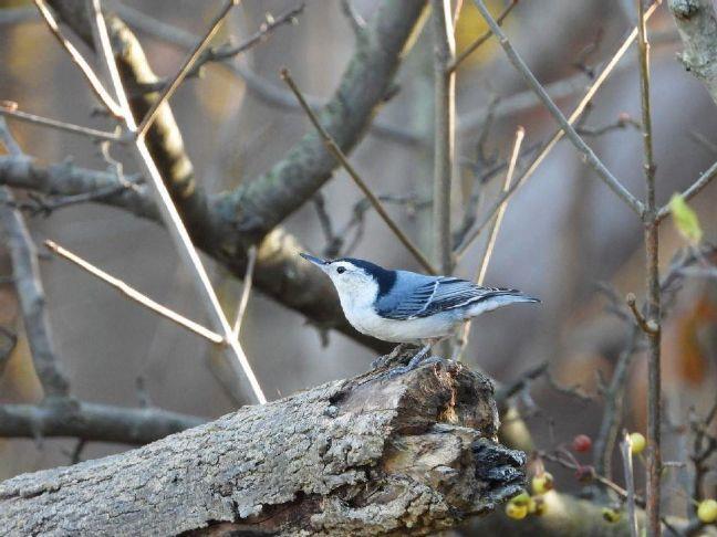 small tree climbing bird
