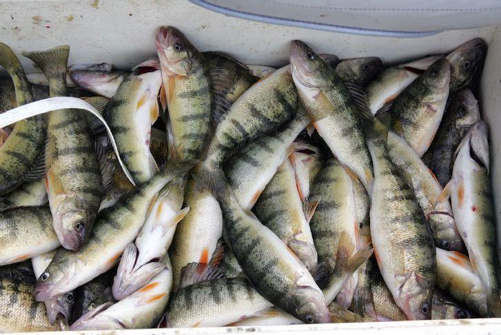 difference between walleye and perch