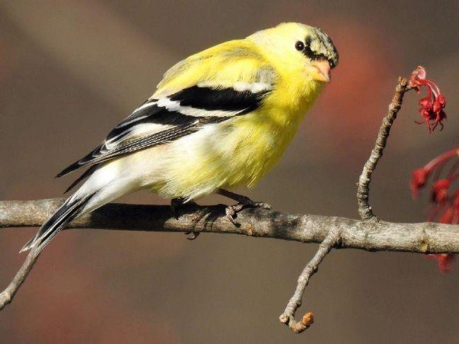eastern goldfinch