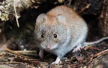 the vole