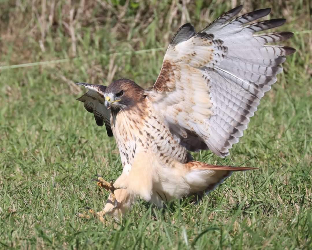native american hawk