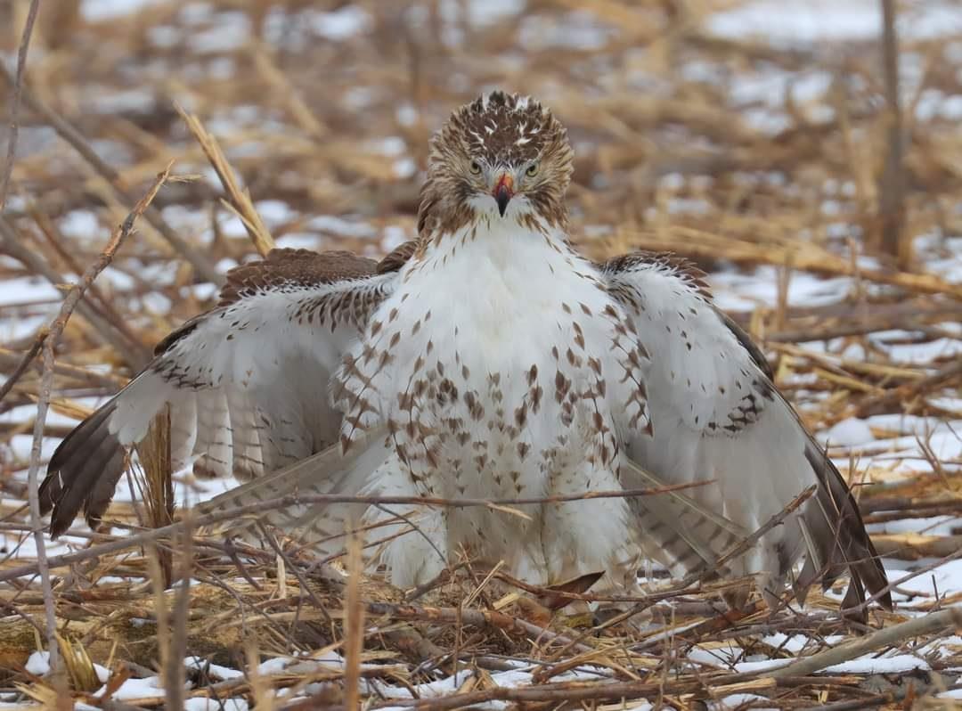 native american hawk