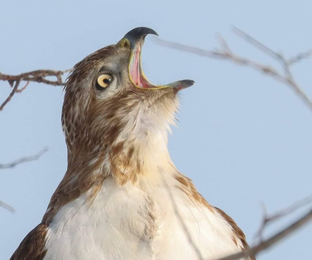 native american hawk