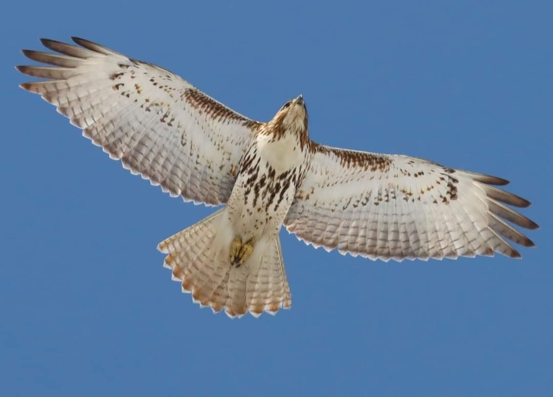 native american hawk