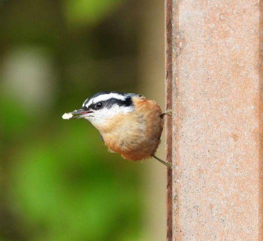 small tree climbing bird