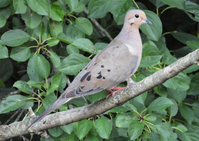 seeing mourning doves