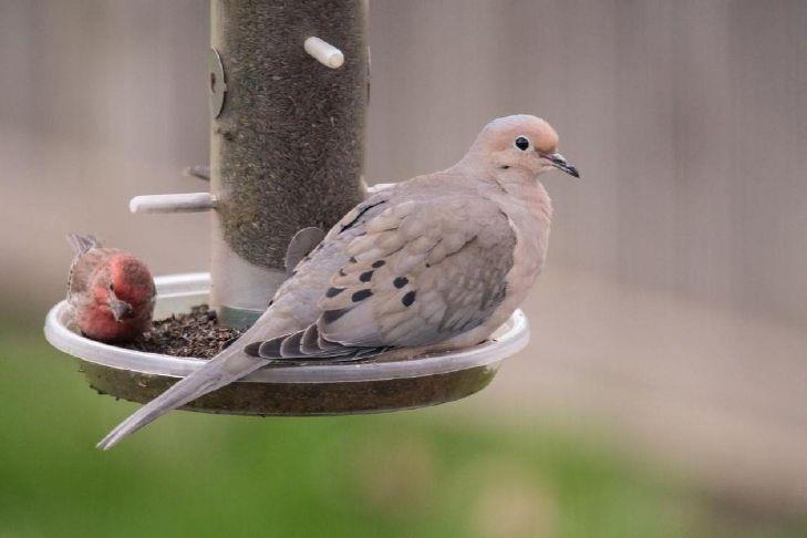 seeing mourning doves