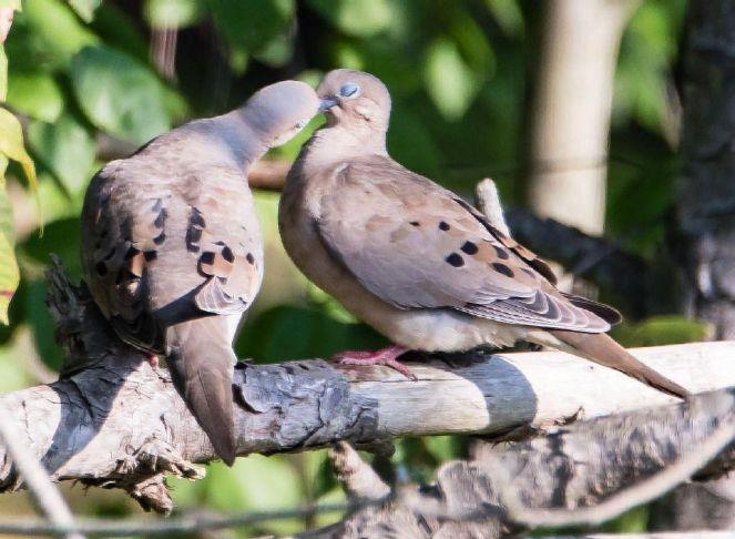 seeing mourning doves