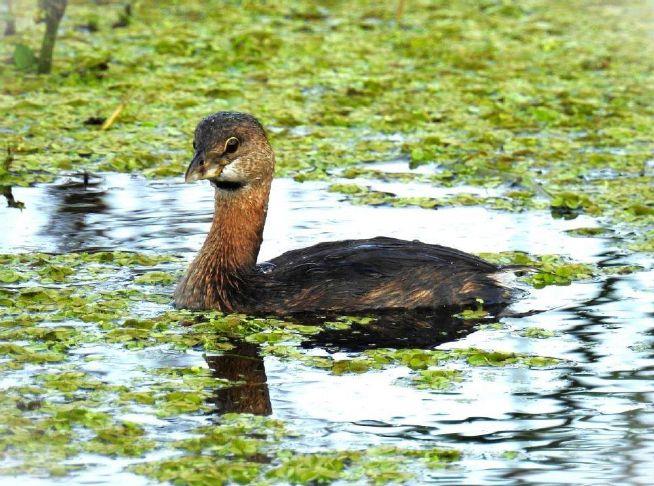 The pied-billed grebe: Funny name, strange diet, but it knows its way ...