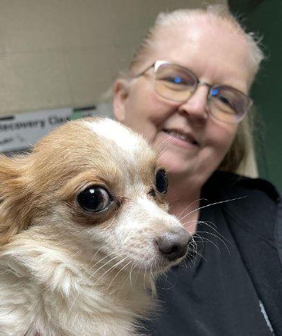 Rescued Lorain chihuahuas at Friendship APL | Chronicle Telegram