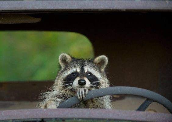 Did the raccoon steal his keys? | Chronicle Telegram
