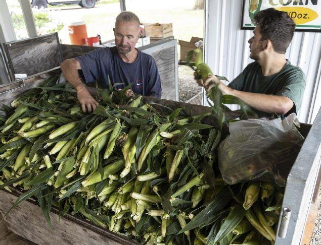 Sweet corn season off to a good start despite spring drought ...