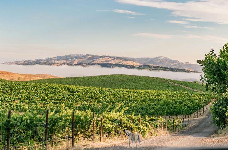 Corkscrew Chronicles: How wind can affect wine | Chronicle Telegram