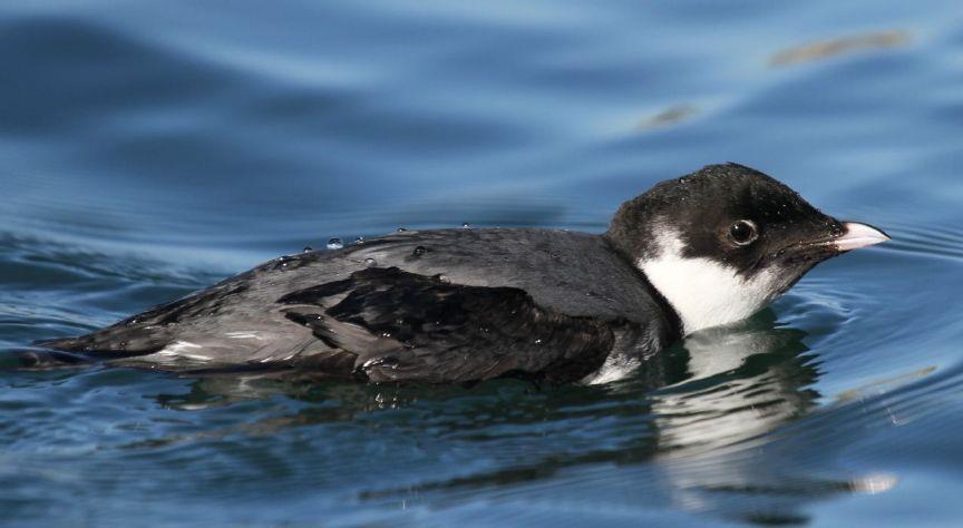 ancient murrelet