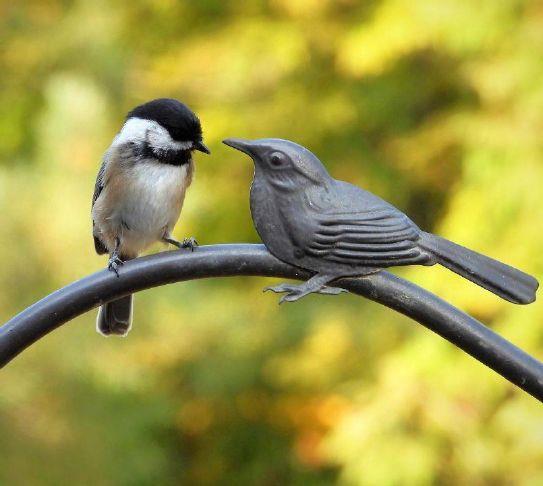 cute fat chickadee