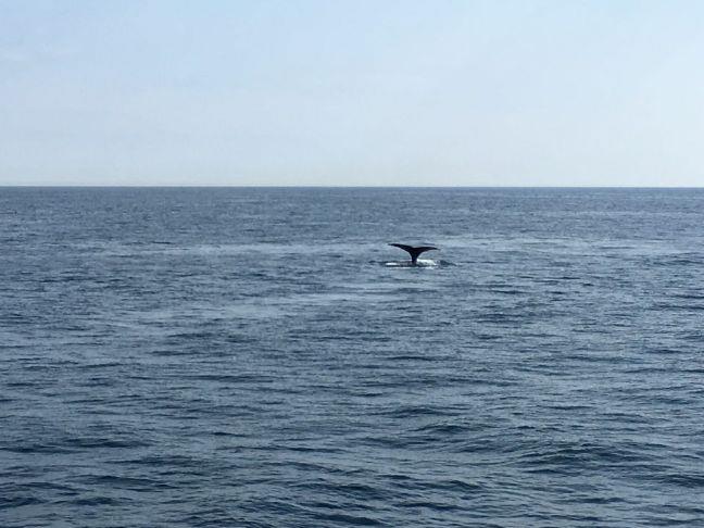 What's the worth of whale watching? | Chronicle Telegram