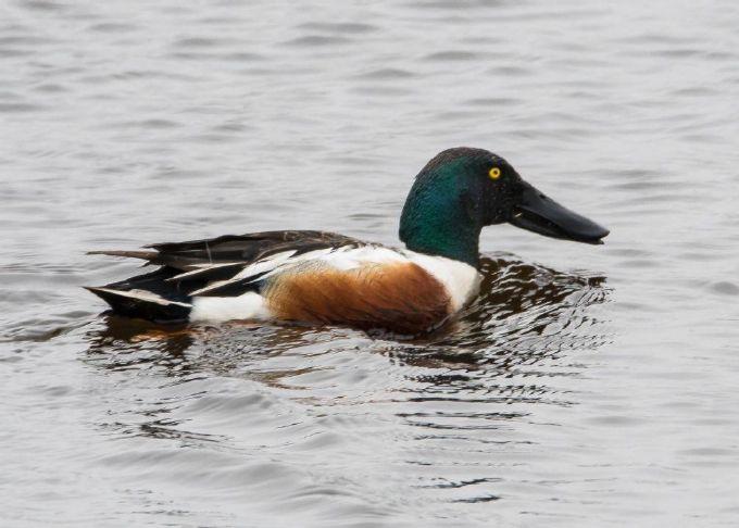 Don't go judging this duck by its bill | Chronicle Telegram