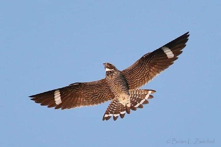 The nighthawk: The Pac-Man of the skies | Chronicle Telegram The name ...