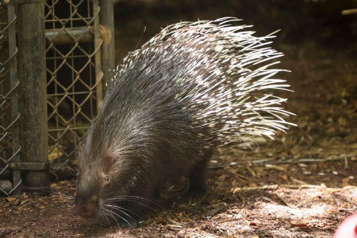 Gibberish and flying spines: The truth about the porcupine | Chronicle ...