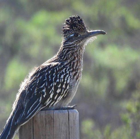 road runner bird