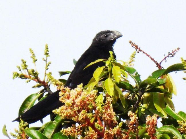 Think you know birds? Here's a quiz to see how well | Chronicle Telegram