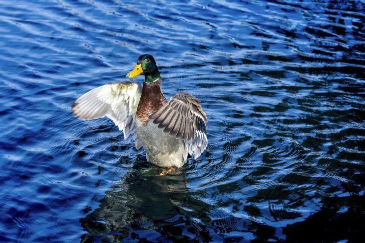 What to know about the bird flu outbreak in wild birds and what it ...