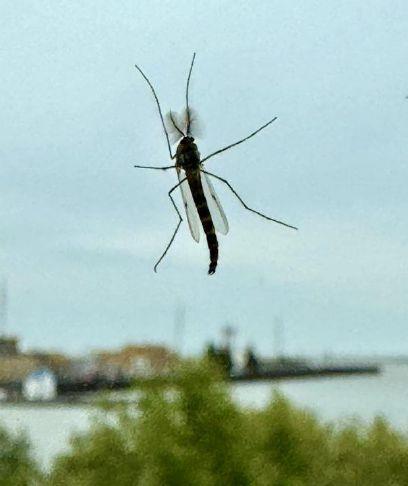 Midges swarm Northeast Ohio (VIDEO) | Chronicle Telegram