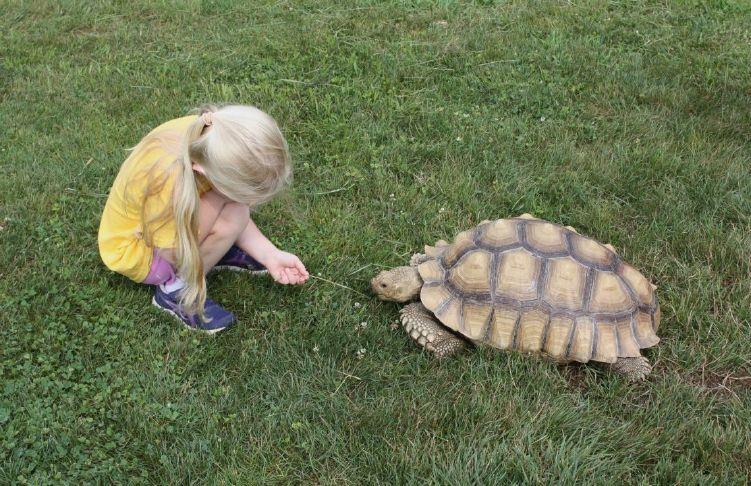 Medina Recreation Center's Party in the Parks brings turtles | Medina ...