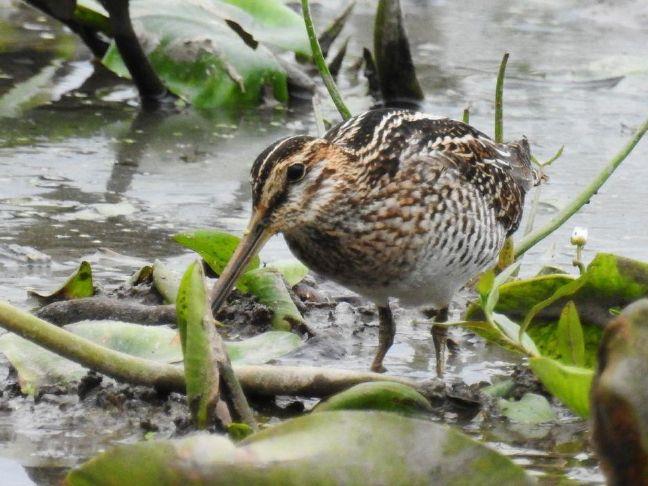 snipe hunting